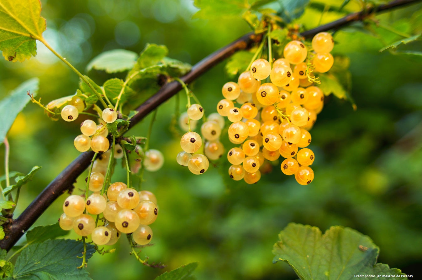 ‘Versaillaise Blanche’ (Ribes rubrum) – Groseilles blanches sucrées ...