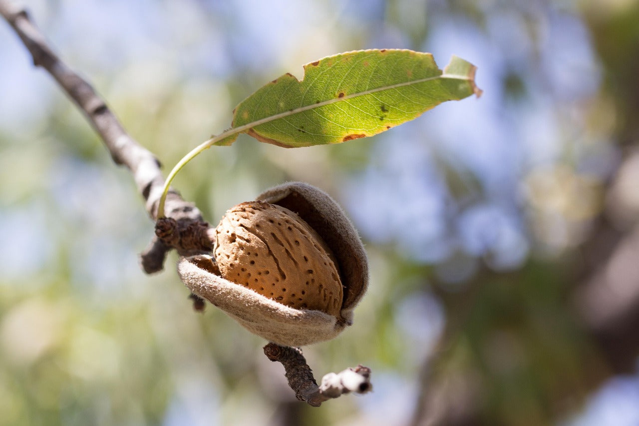 Amandier "Texas" (Prunus dulcis) – Floraison tardive | Pépinière Plume