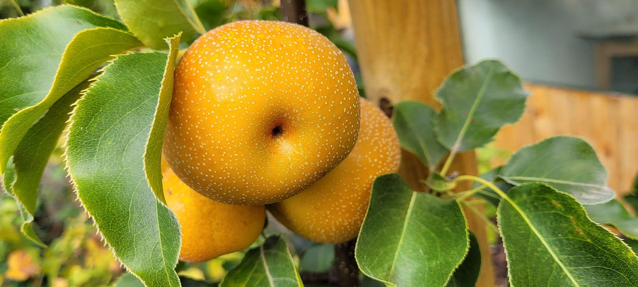 Nashi "Korean Giant" (Pyrus pyrifolia) – Poire japonaise | Pépinière Plume