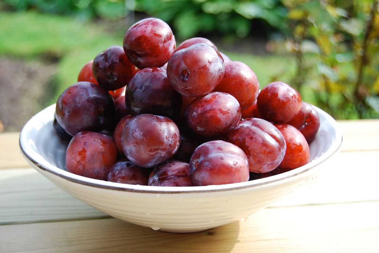Plumcot ‘Spring Satin’ (Prunus hybrid) – plumcot | Pépinière Plume